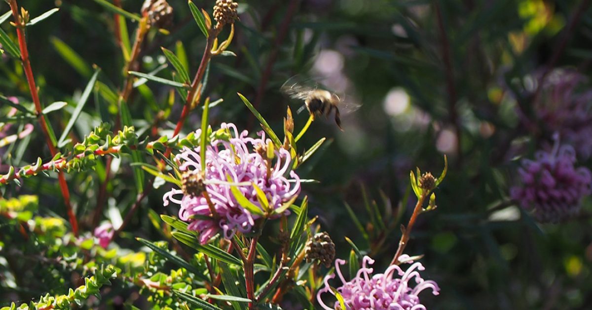 Hassell | Biodiversity in Place: New framework unveiled to boost urban ...