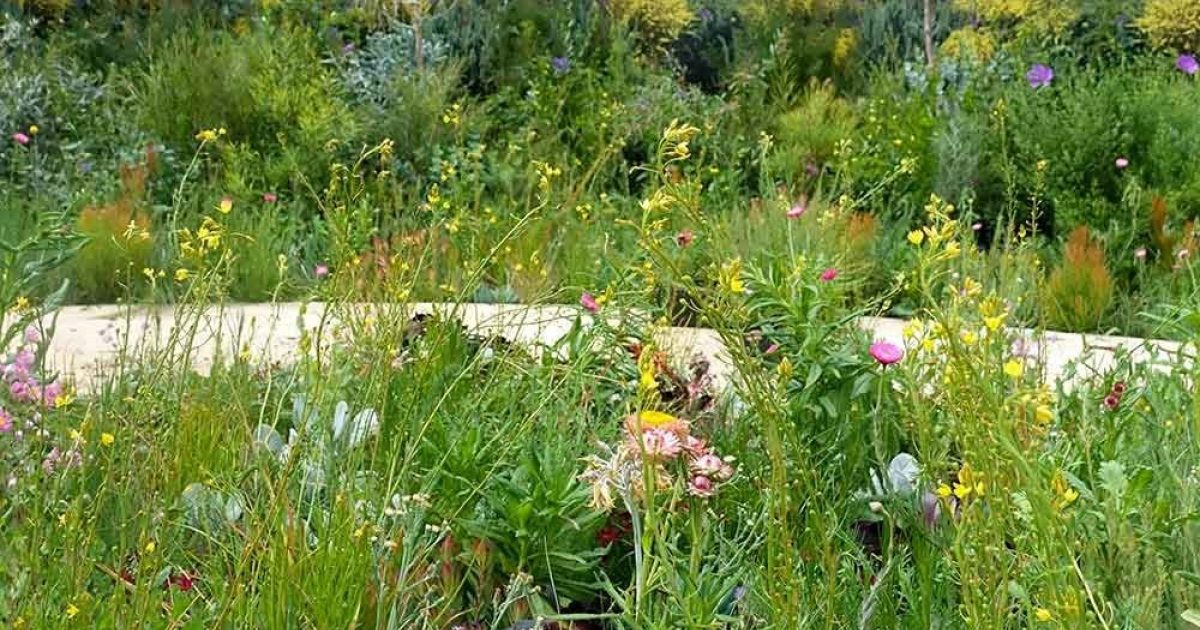 Hassell | UniMelb, Super Bloom and Hassell collaboration designs ...