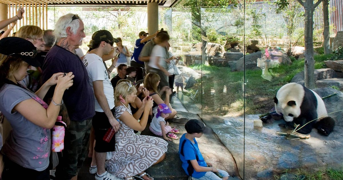 Hassell | Celebrating 15 years of conservation: Adelaide Zoo Giant Panda Forest and Entrance ...